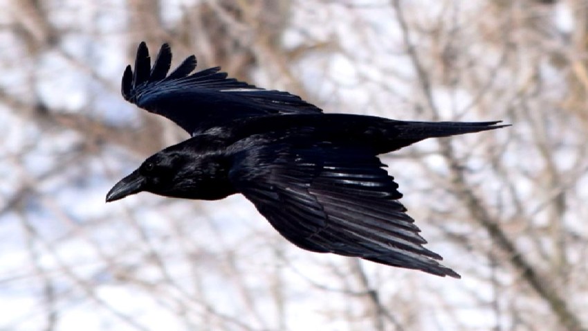 Ravens Spotted Nesting in DC for First Time in 100 Years – NBC4 Washington