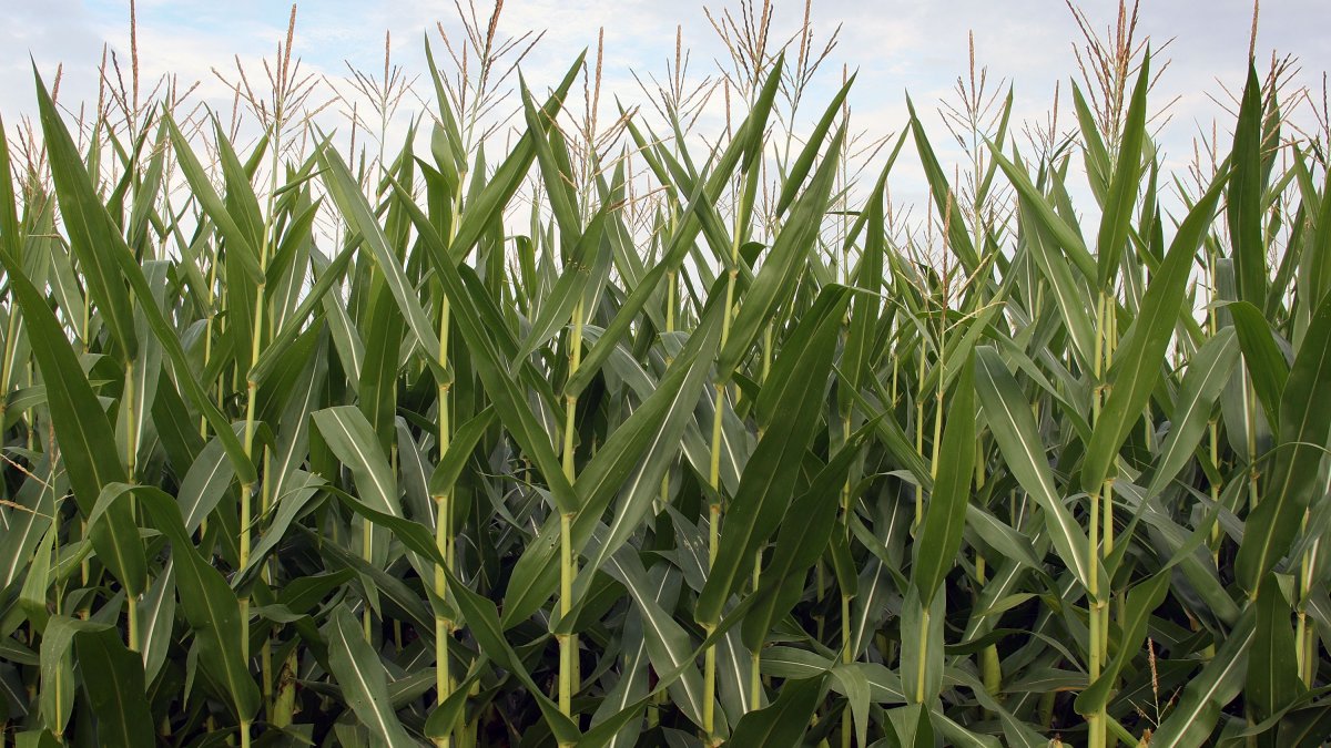 Climate change and sweaty corn are making humid Midwest summers worse ...