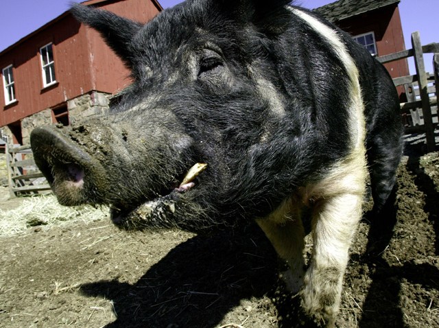 Hogs on the Hill – NBC4 Washington