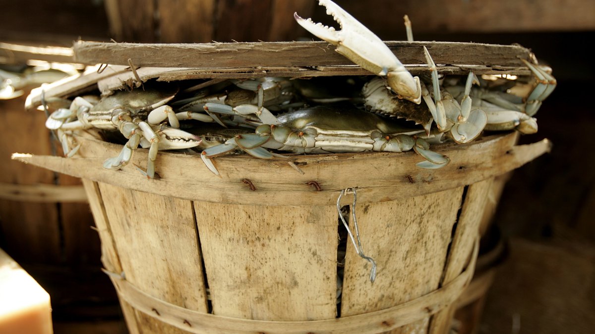 Survey: Chesapeake’s Crab Population at Lowest Since 1990 – NBC4 Washington