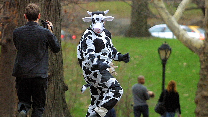 Man Dressed as Cow Steals 26 Gallons of Milk – NBC4 Washington