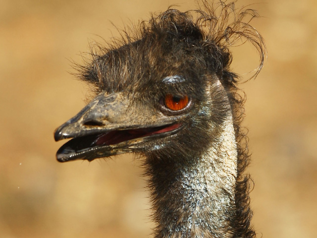 Escaped Emu Strolling Through Streets Dies After Capture – NBC4 Washington