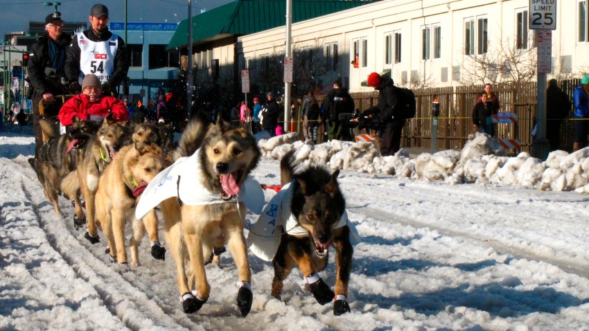 Alaska Cheers Iditarod as Mushers, Sled Dogs Barrel Toward Nome Finish ...