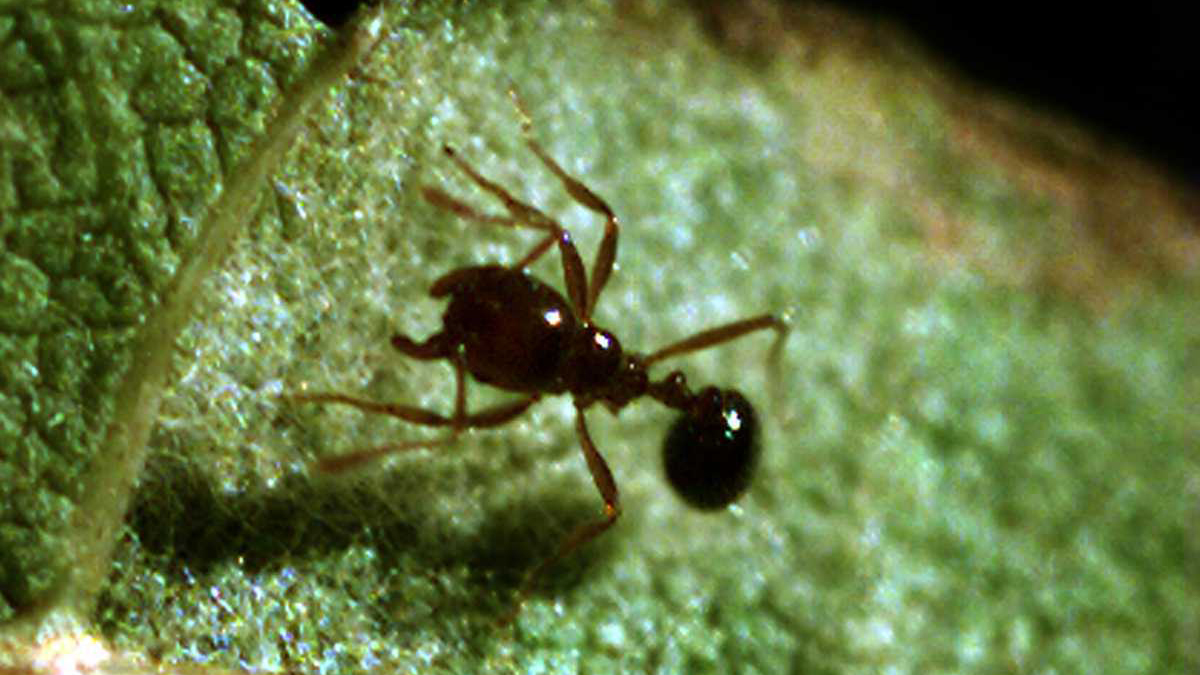 Fire Ant Quarantine in Virginia for 7 Counties, 11 Cities – NBC4 Washington