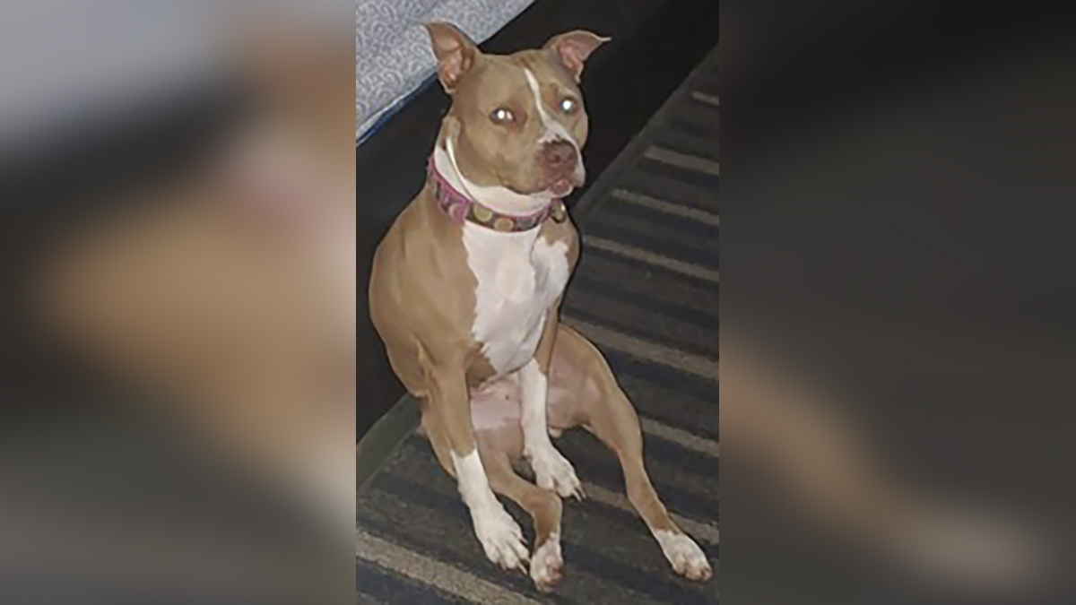 DC Woman Tracks Down Stolen Dog; Dognapper on the Loose – NBC4 Washington