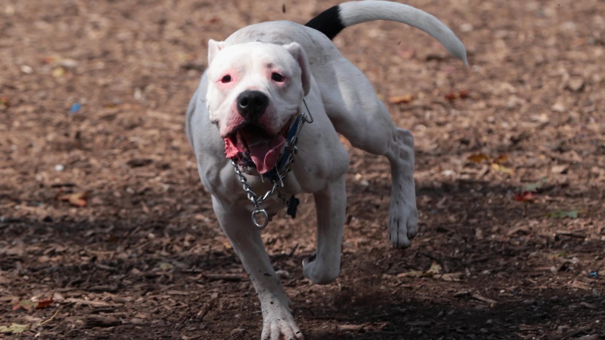 Police Shoot, Kill 2 Pit Bulls During Dog Attack Rescue – NBC4 Washington