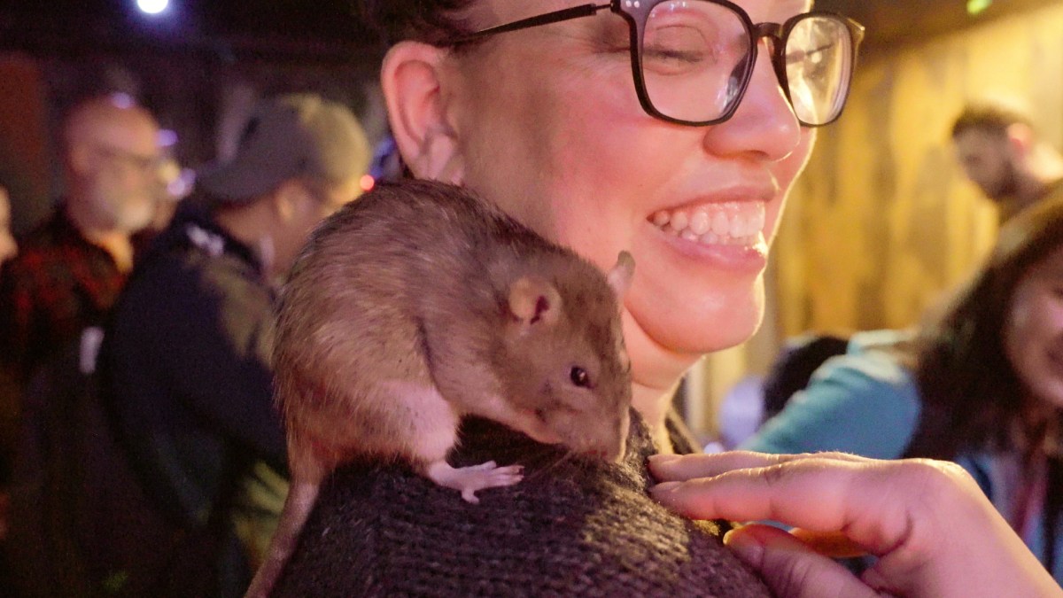 ‘Grab a Cocktail, Hang Out With a Rat’: San Francisco Dungeon Brings ...