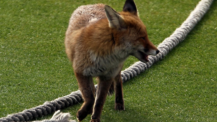 Rabid Fox Found in Fairfax – NBC4 Washington