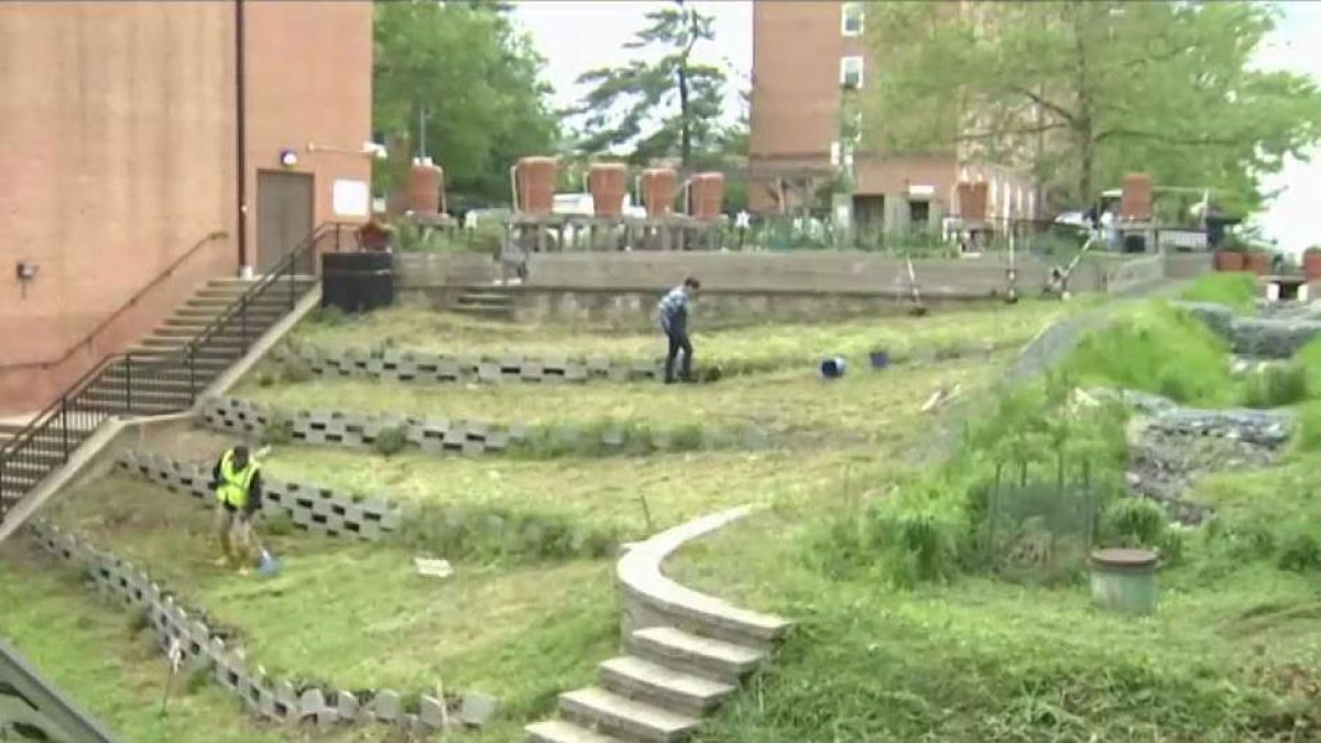 UMD Community Garden Becomes Necessity During Pandemic – NBC4 Washington