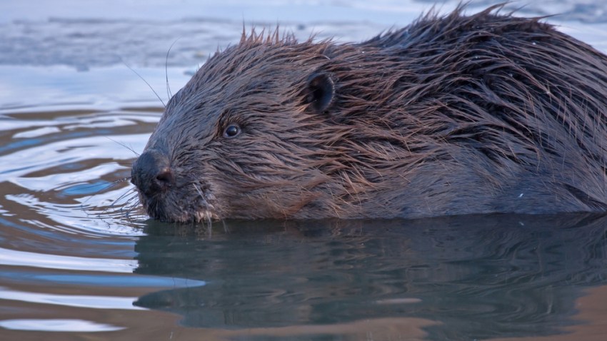 Rabid Beaver Chases Kids in Virginia – NBC4 Washington