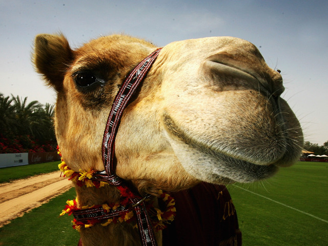 Camel Bites Woman at Maryland Zoo – NBC4 Washington
