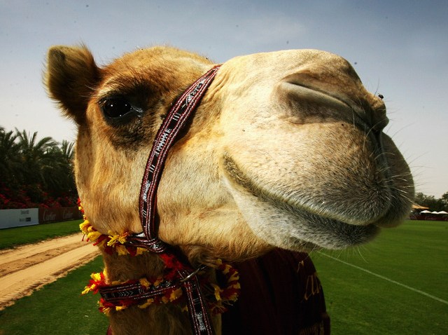 Camel Bites Woman at Maryland Zoo – NBC4 Washington