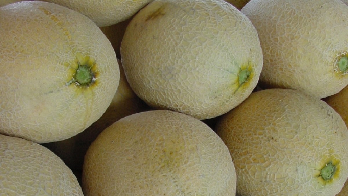 Eagle Produce recalls Kandy brand cantaloupes over salmonella concerns ...