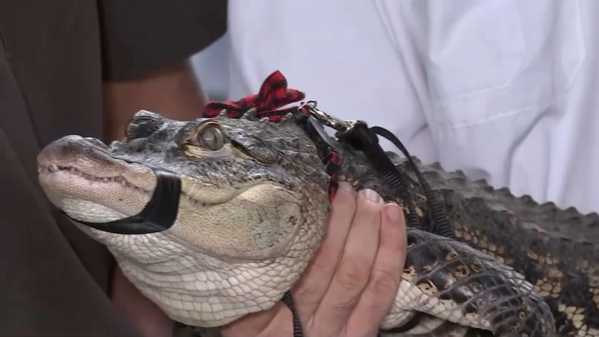 ‘Chance the Snapper’ Released at Florida Gator Sanctuary – NBC4 Washington