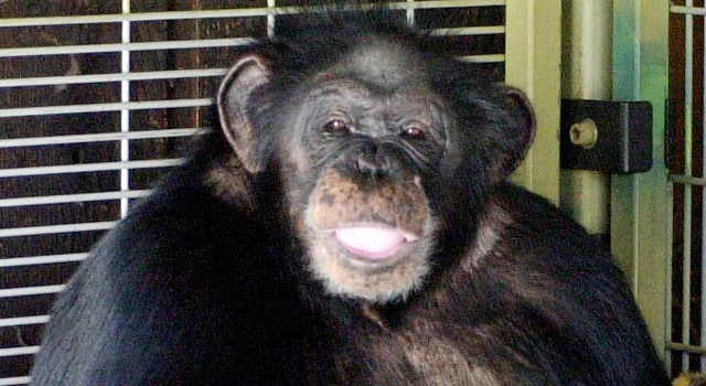 ”I Didn’t Give Him Xanax” Chimp Owner Says – NBC4 Washington
