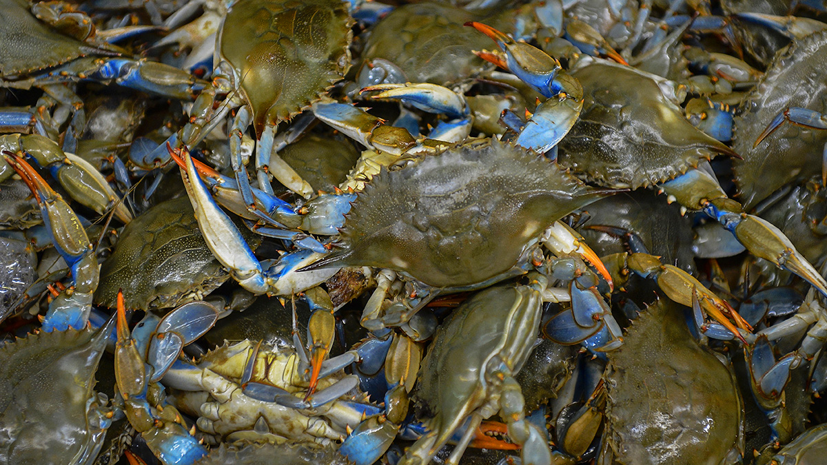 Blue Crab Industry Struggles Persist in Virginia – NBC4 Washington