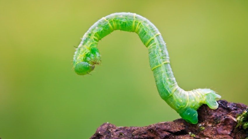 Fairfax County to Combat Inchworms — From the Air – NBC4 Washington