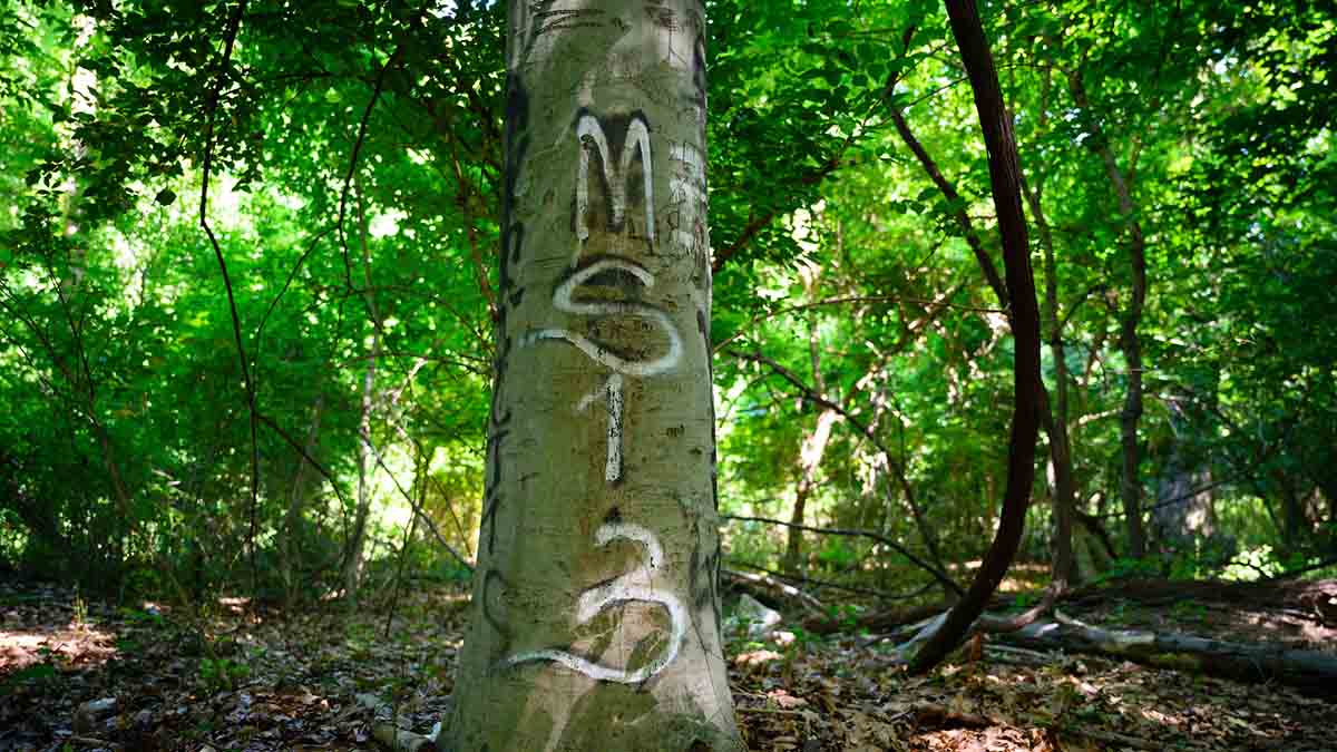 MS-13 Gang Members Plead Guilty to Attack in Virginia Park – NBC4 ...