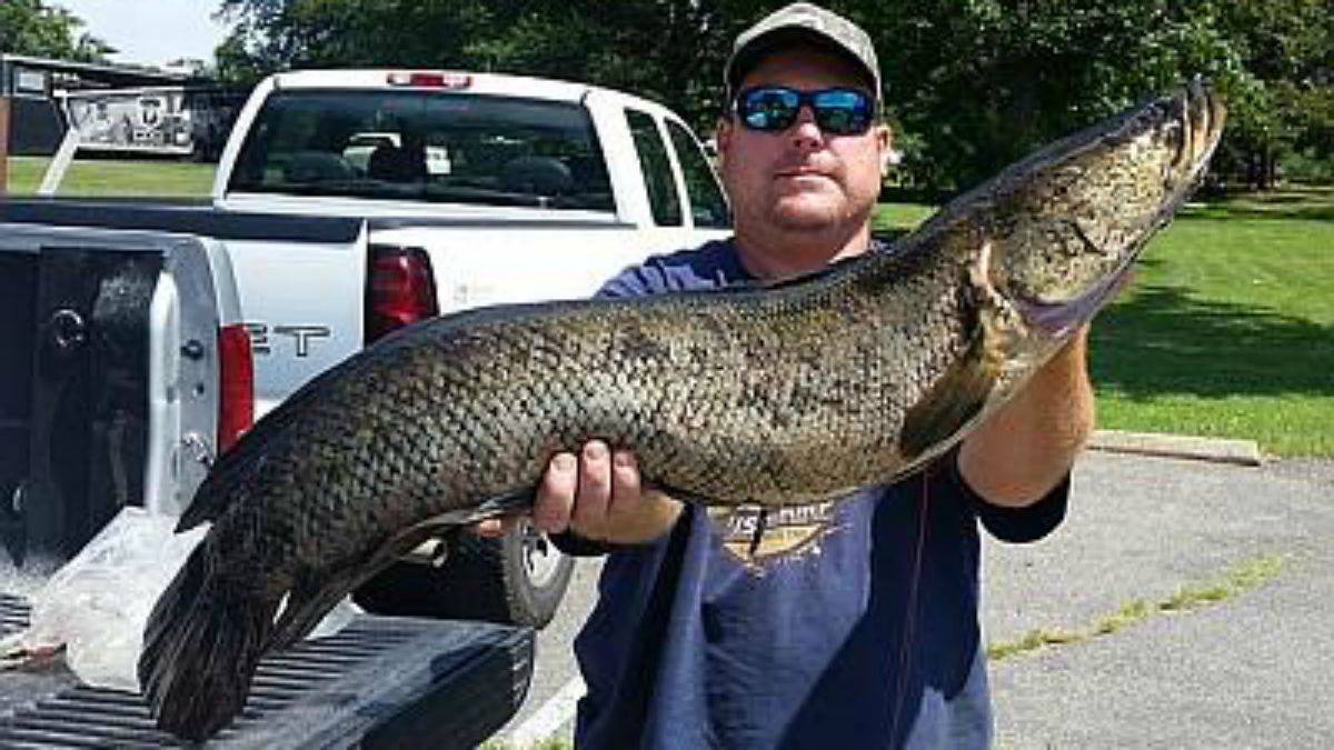 Maryland Man Catches Record-Size Snakehead Fish Using Bow and Arrow ...
