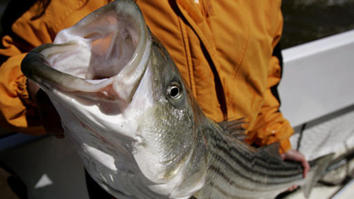 Angler Catches 74-Pound Rockfish in Virginia – NBC4 Washington