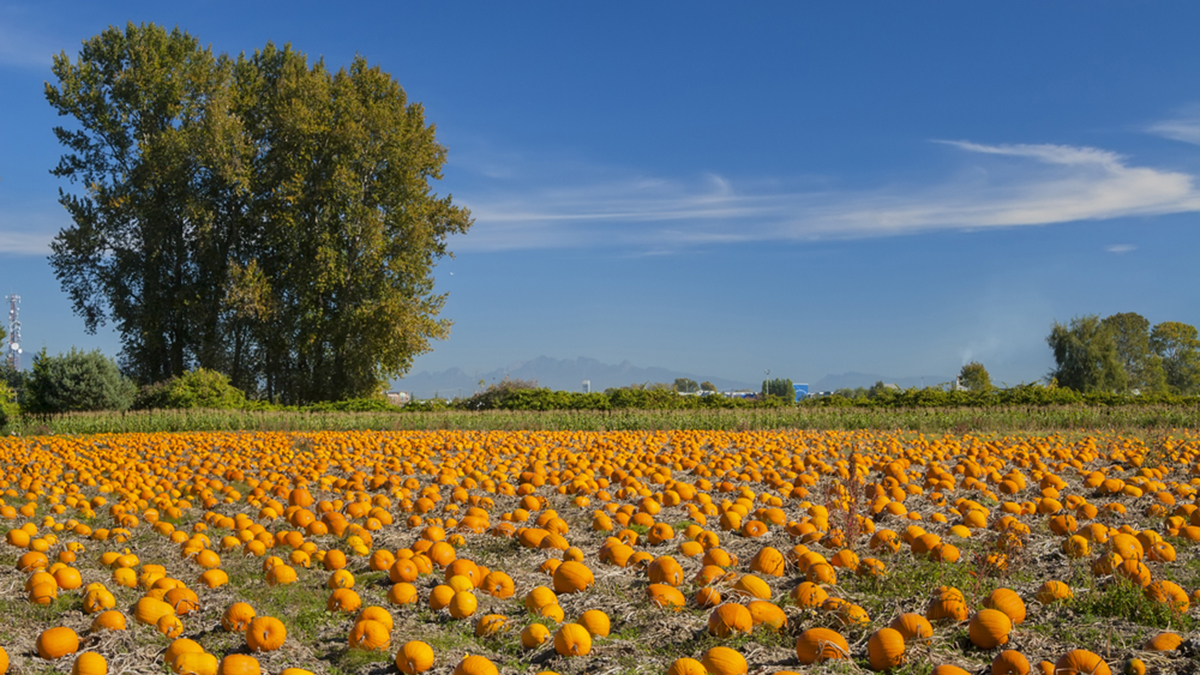 Apple Orchards and Pumpkin Patches in the DMV – NBC4 Washington