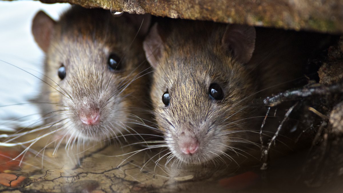 Is Rat Birth Control Working? District Still Unsure Despite Company’s ...