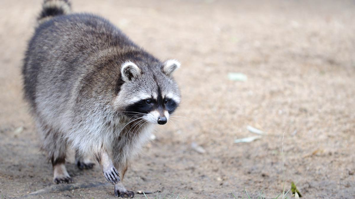 Man Trying to Kill Rabid Raccoon Admits to Shooting Neighbor – NBC4 ...