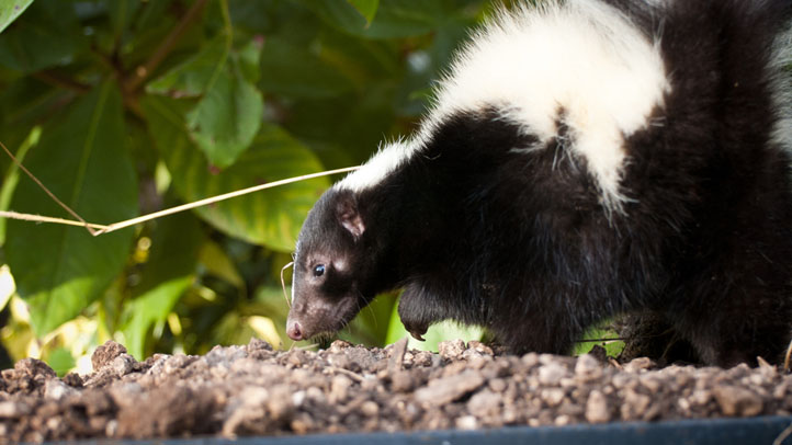 Rabid Skunk Bites Diner in Restaurant – NBC4 Washington