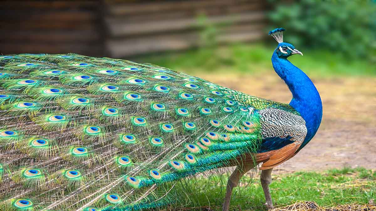 Seductive Peacock on the Lam in Northern Virginia – NBC4 Washington