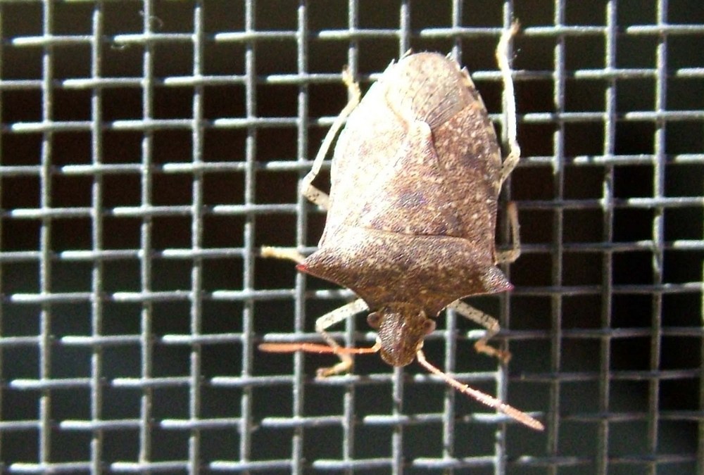 Stink Bugs Taking Area by Swarm – NBC4 Washington
