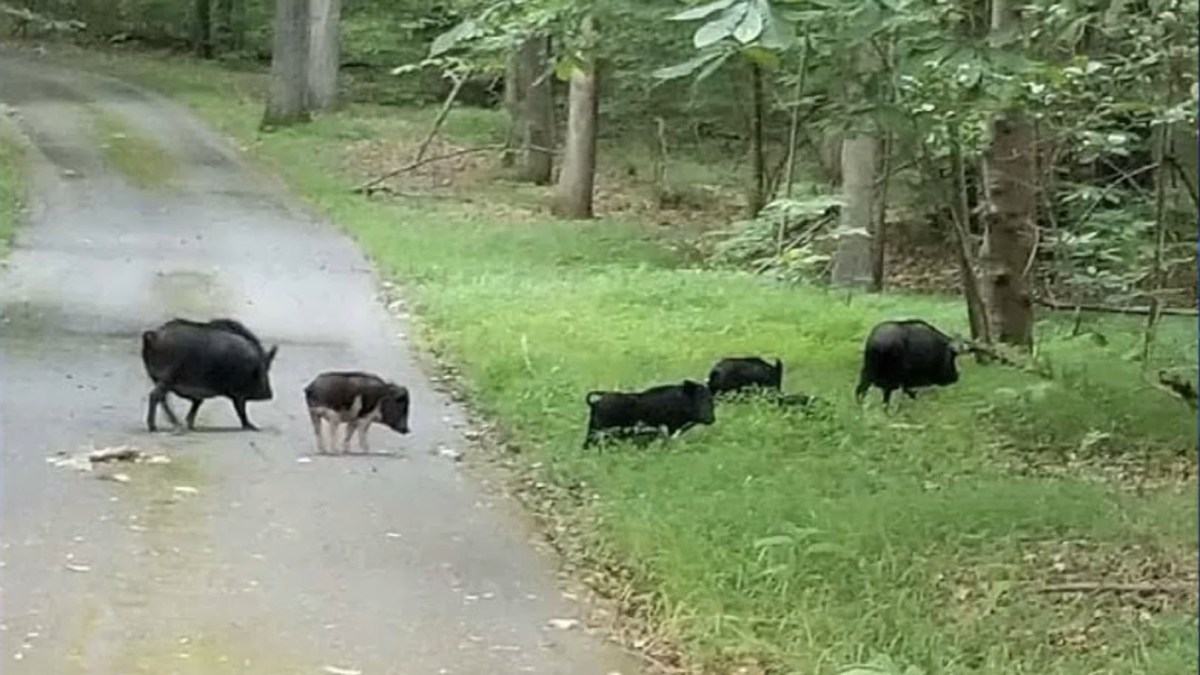 Hog Wild: Maryland Woman Says Pigs Are Invading Her Yard Every Day ...