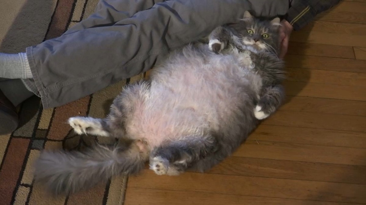 28-Pound Cat in DC Finds a Forever Home in Md. – NBC4 Washington