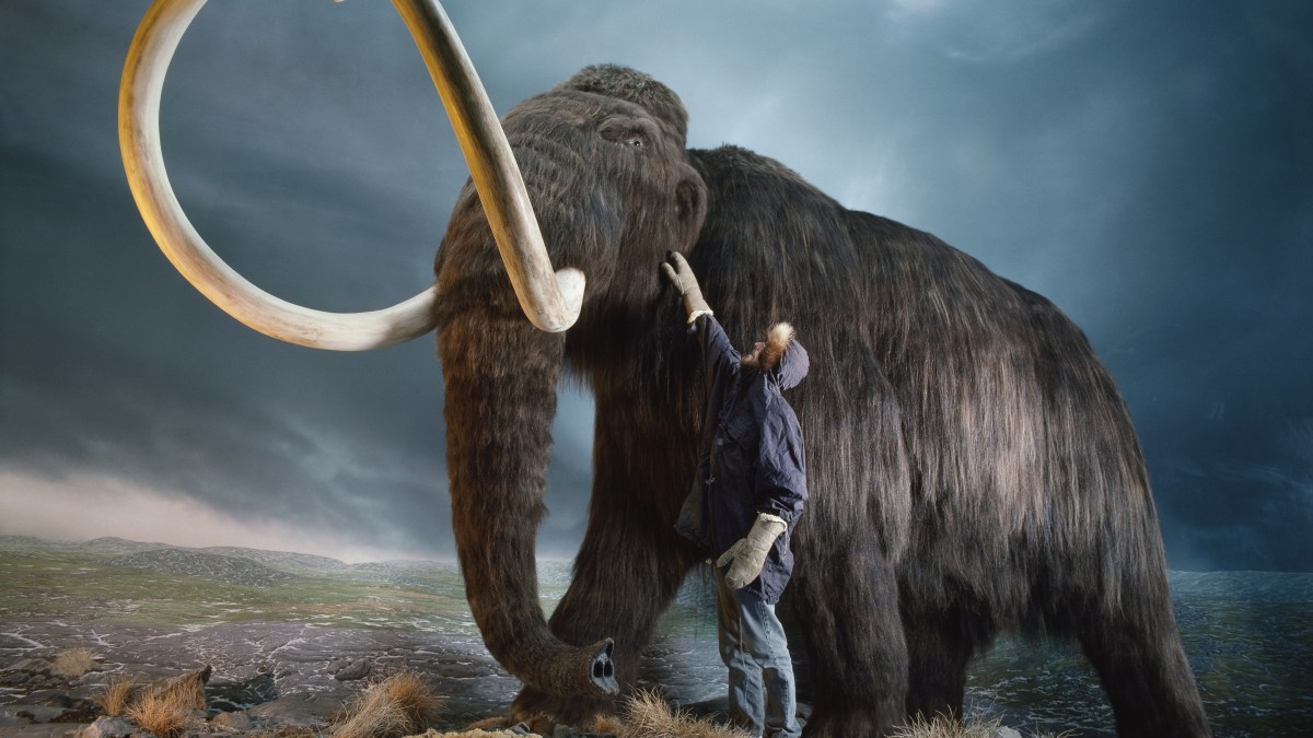 Woolly Mammoth 2.0 – NBC4 Washington