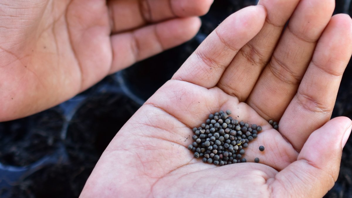 Mystery Seeds Possibly From China Are Being Mailed to Virginia ...