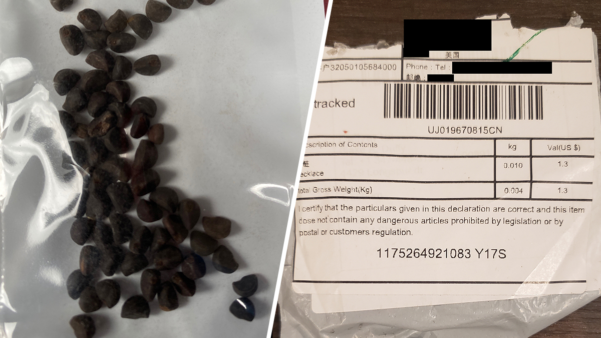 Photos: Mystery Seeds Mailed From China – NBC4 Washington
