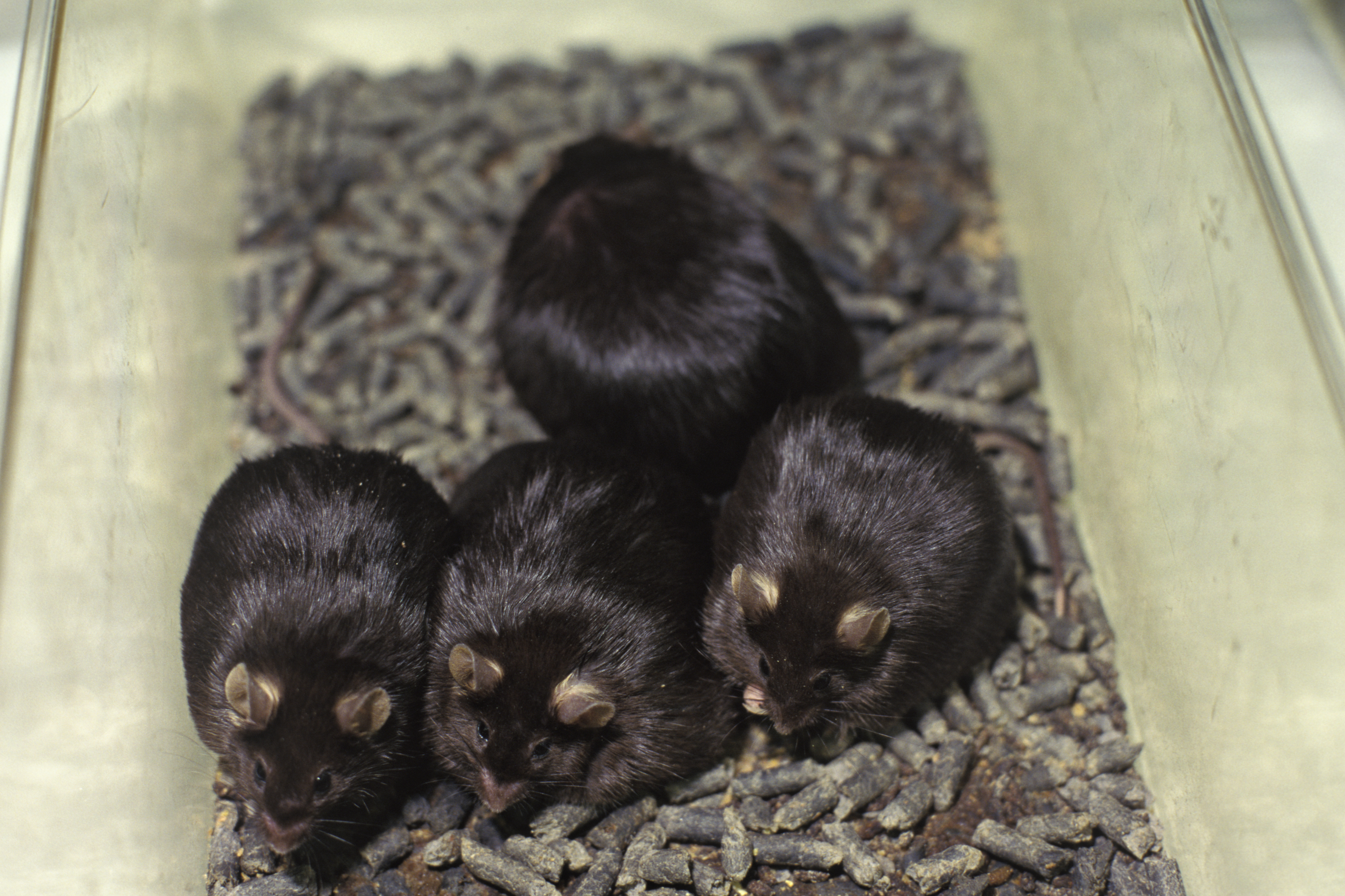 ‘Mighty Mice’ Stay Musclebound in Space, Boon for Astronauts – NBC4 ...