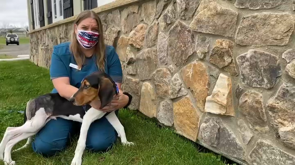 Humane Society Saves Puppy From Euthanasia After Accident – NBC4 Washington
