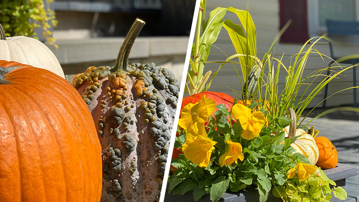 Fall Decor: How to Decorate With Pumpkins This Season – NBC4 Washington