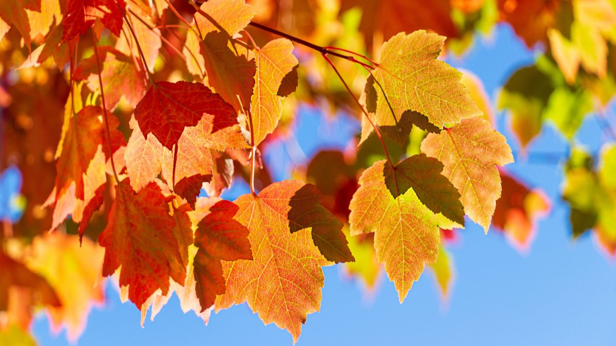 Autumnal Equinox 2023 When Is It And What Does It Mean NBC4 Washington Autumnal Equinox 2023 When Is It And What Does It Mean NBC4 Washington