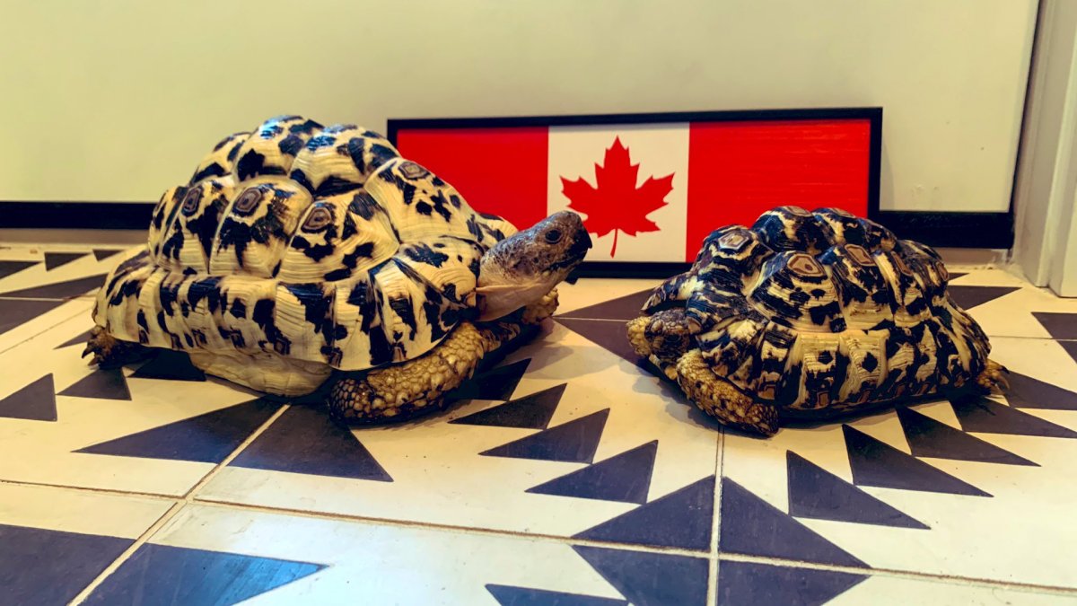 Tim Hortons Sends Gift Basket to Holtby Family Tortoises After Border ...