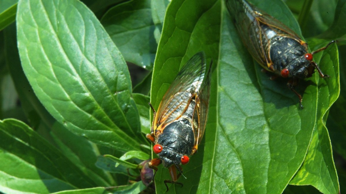 DC Region’s Largest Brood of Cicadas to Emerge This Year – NBC4 Washington