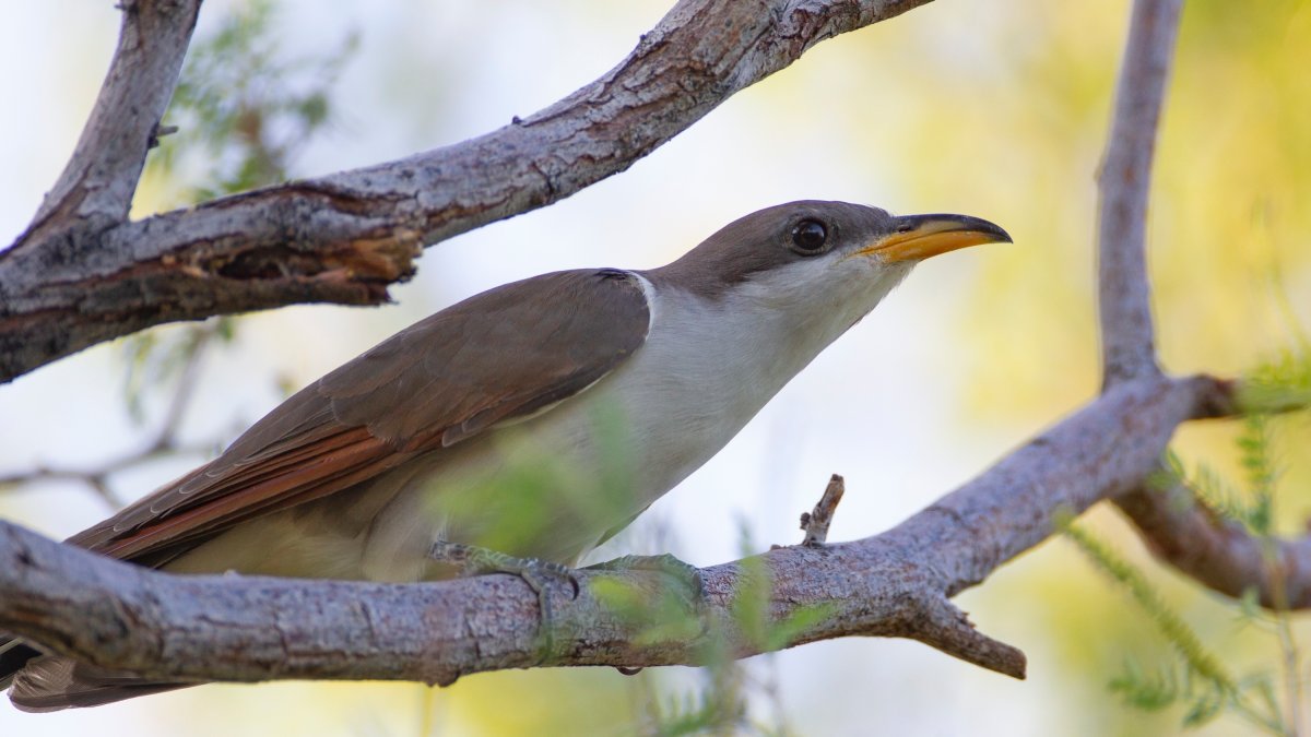 US Sets Aside Habitat Critical for Survival of Rare Songbird – NBC4 ...