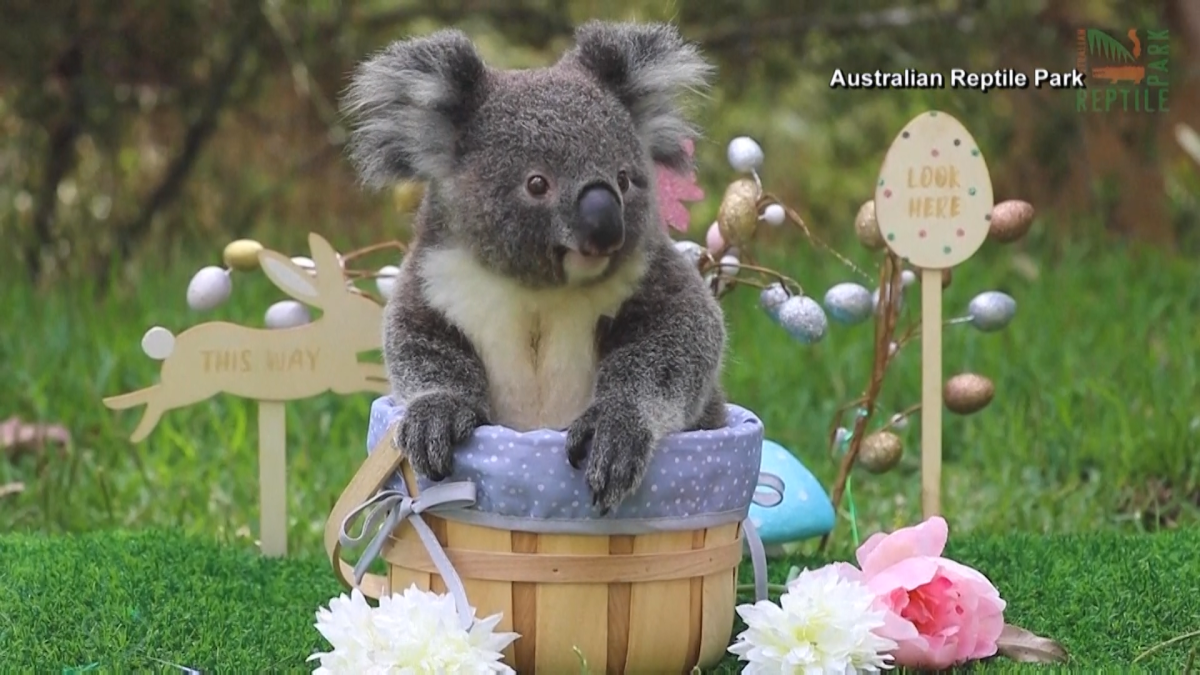 Australian Zoo Celebrates Easter with Their Animals – NBC4 Washington