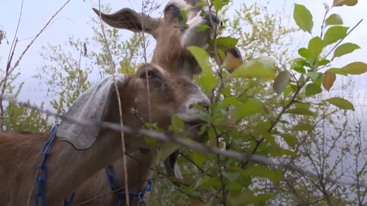 Goats Devour Poison Ivy in Pennsylvania – NBC4 Washington