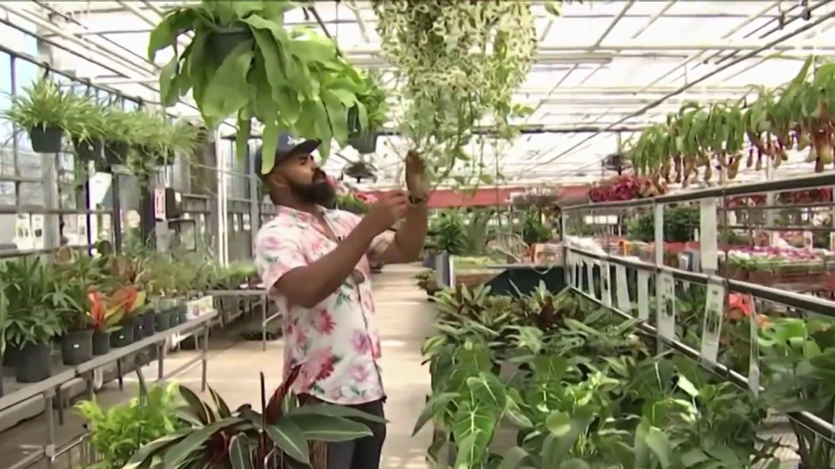 Maryland Plant Stylist Now Has Target Home Decor Line – NBC4 Washington