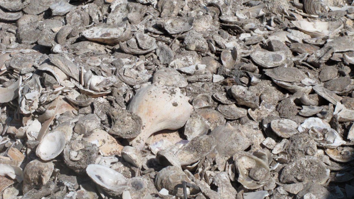Diners’ Discarded Shells Help Establish New Oyster Colonies – NBC4 ...
