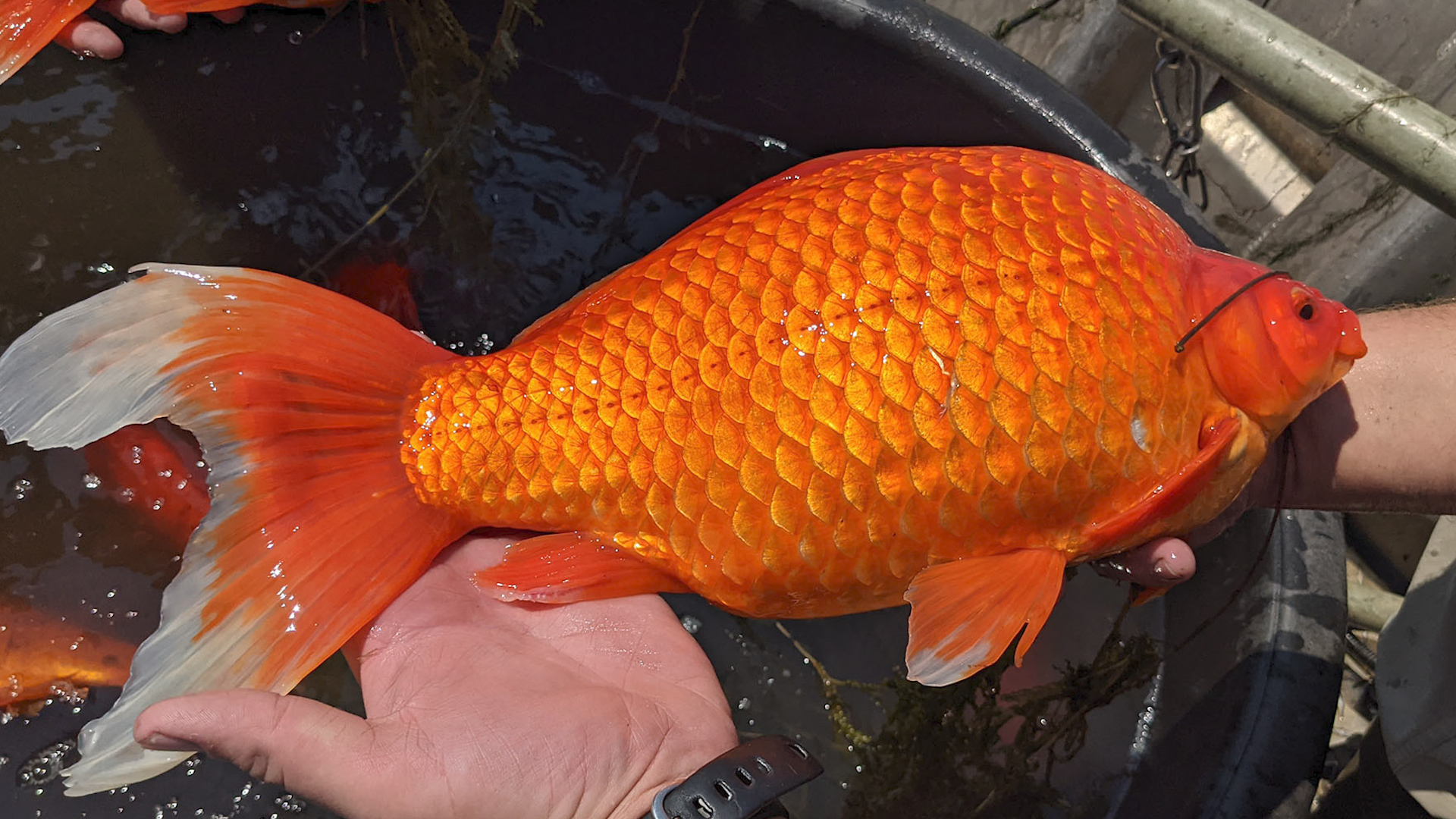 Why giant goldfish are storming America's Great Lakes - TrendRadars