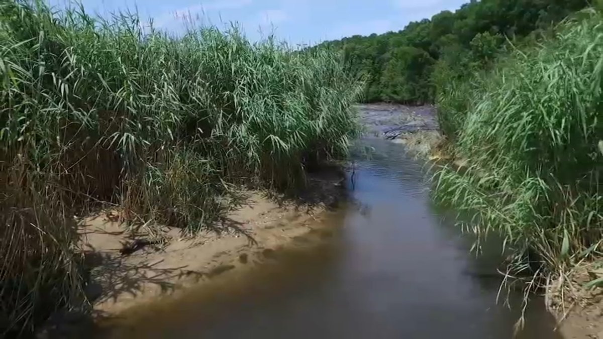 Invasive Reeds Destroying Wetlands at Calvert Cliffs State Park – NBC4 ...