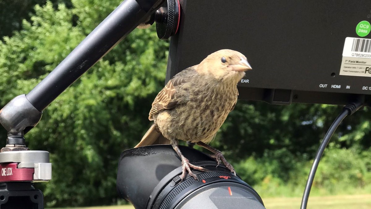 The Real Star of WFT Training Camp? Ted the Bird – NBC4 Washington