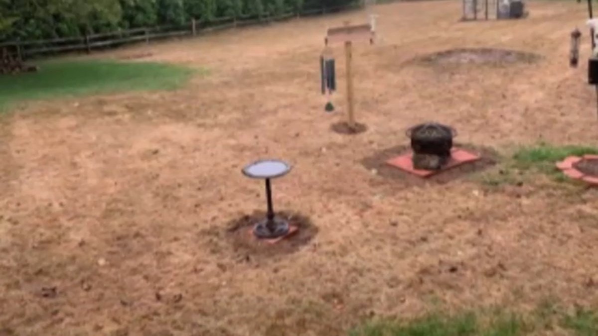 Troops of Armyworms Invade DC Area Lawns, Kill Grass – NBC4 Washington